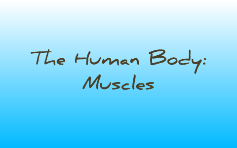 Anatomy: Muscles by Jennifer Nerio on Prezi