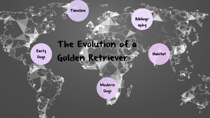The Evolution of a Golden Retriever by Orsterrant on Prezi