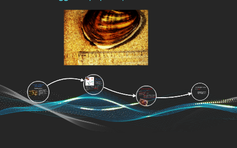 Higgins eye pearly mussels by kaitland woelky on Prezi