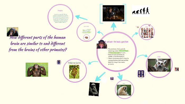Human Vs Primates Similarities and Differences by mayowa moronfolu on Prezi