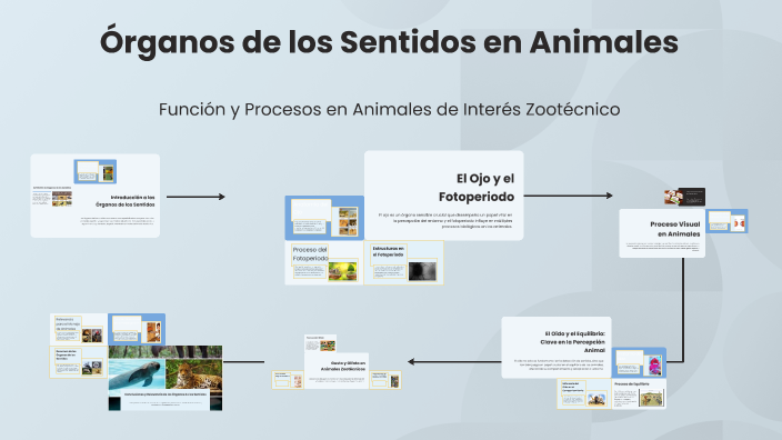 Órganos de los Sentidos en Animales by CRISTIAN DAVID MENDOZA POLO on Prezi