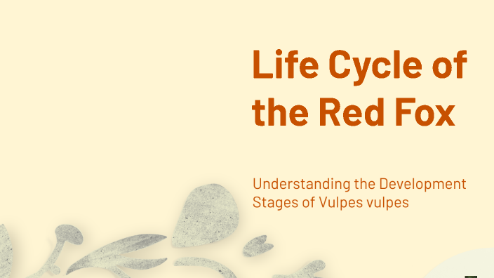 Life Cycle of the Red Fox by David on Prezi