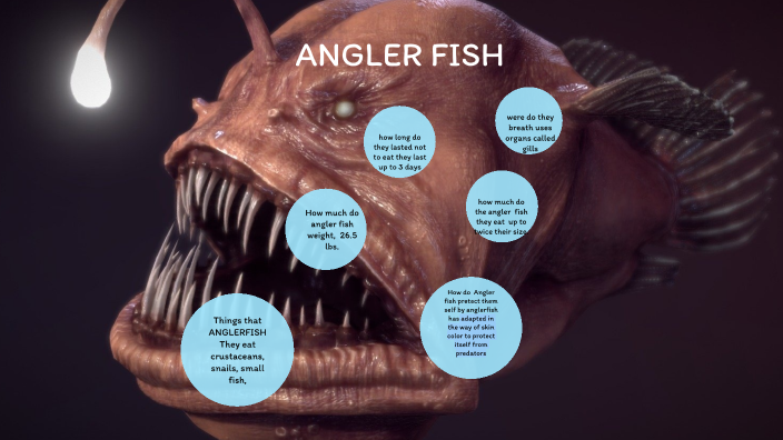 The ANGLERFISH Presentation by Cruz Moreno Ramirez on Prezi