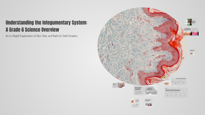 Understanding the Integumentary System: A Grade 6 Science Overview by ...