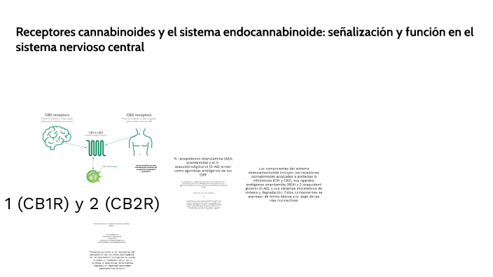 sistema endocanabinoides by Carlos Ramirez on Prezi