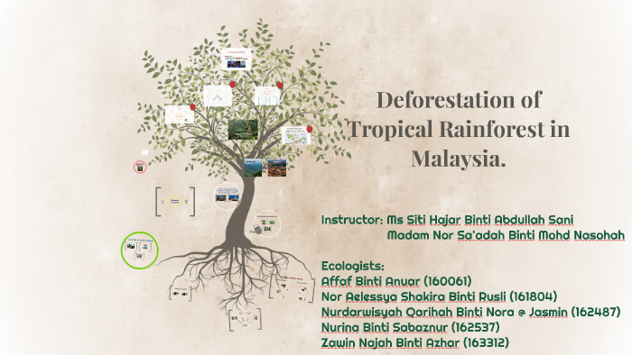 Deforestation of Tropical Rainforest in Malaysia. by wan nur on Prezi