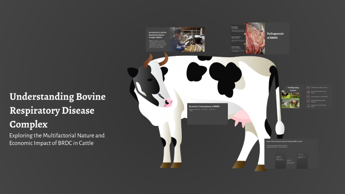Understanding Bovine Respiratory Disease Complex by Ahmed Gomaa on Prezi