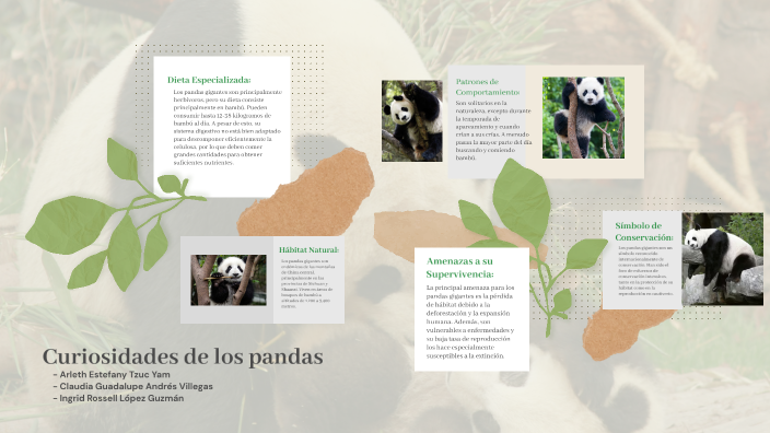 Curiosidades de los pandas by Ingrid López on Prezi Curiosidades de los pandas by Ingrid López on Prezi