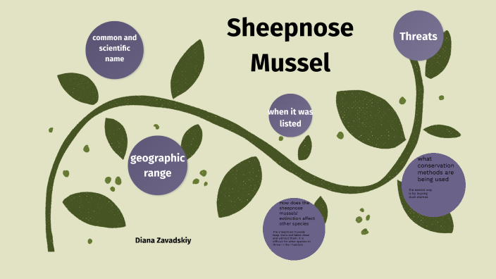 sheepnose mussel by Diana Zavadskiy on Prezi
