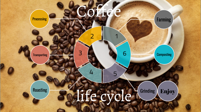 Life-Cycle of Coffee! by gracie curry on Prezi