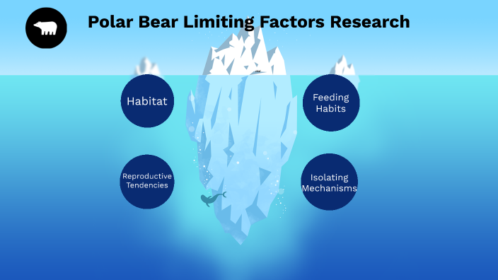 Polar bear limiting factors research by Ben Osborne on Prezi