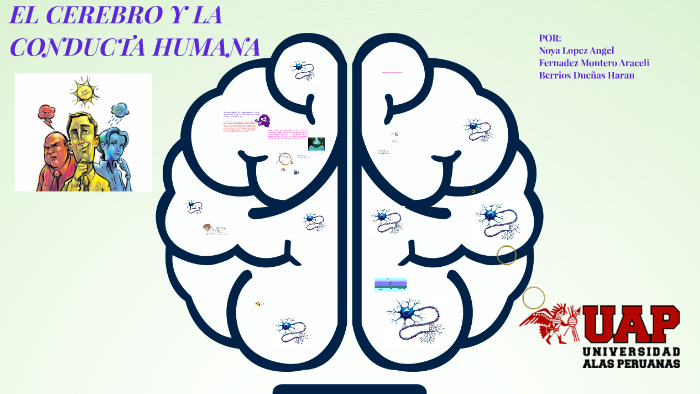 EL CEREBRO Y LA CONDUCTA HUMANA by angel noya lopez on Prezi