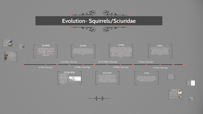 Evolution- Squirrels/Sciuridae by Jessica Garden on Prezi