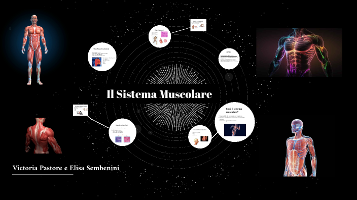 Sistema muscolare by Victoria Pastore on Prezi