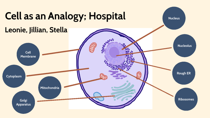 Hospital- Cell Analogy Project- Leo, Jillian, Stella by stella seifried ...