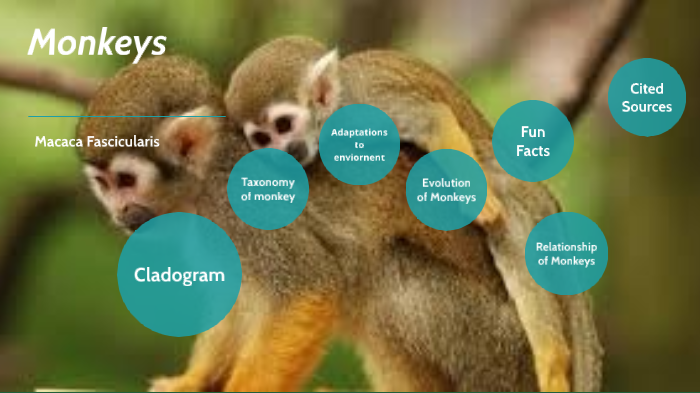 Monkeys Presentation by nayeli celedon on Prezi