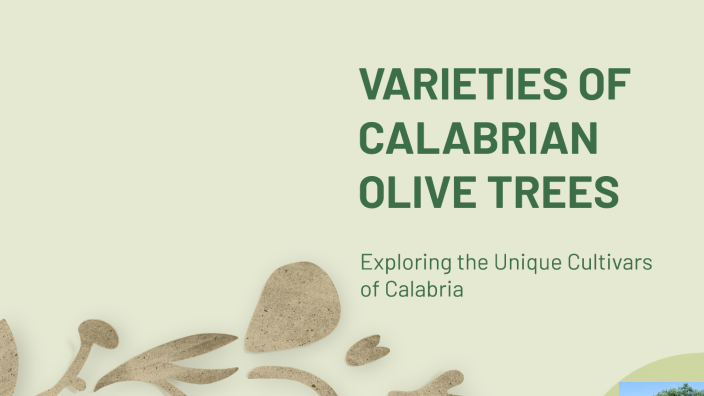 VARIETIES OF CALABRIAN OLIVE TREES by Santo Vona on Prezi