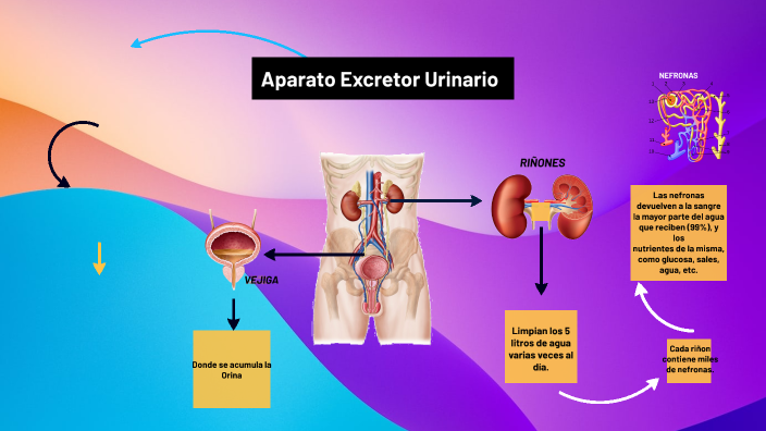 Infografia aparato Urinario o Excretor by Arnoldo Jose Candanedo Jaramillo on Prezi