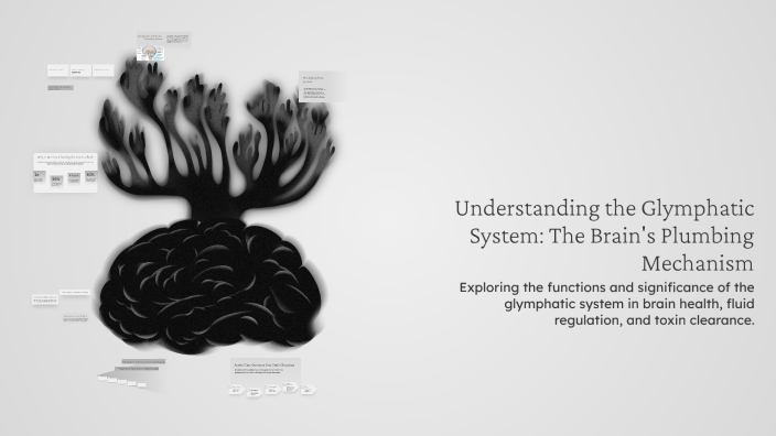 Understanding the Glymphatic System: The Brain's Plumbing Mechanism by ...