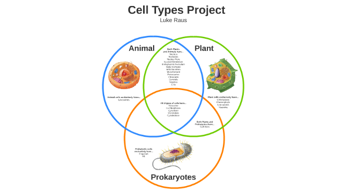 Cell Types Project by Luke Raus on Prezi