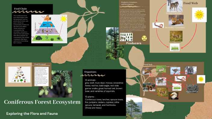 Coniferous Forest Ecosystem by Jaci Craft on Prezi