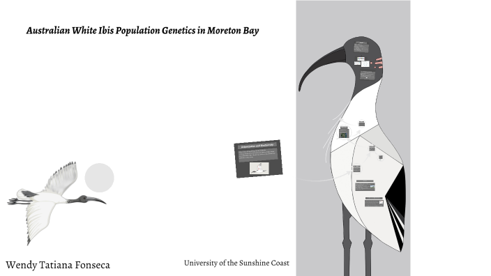 Australian White Ibis Population Genetics in Moreton Bay by tatiana ...