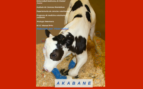 Enfermedad de Akabane by Victor Ochoa on Prezi