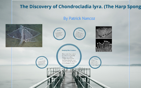 Chondrocladia lyra (Harp Sponge) by Patrick Nancoz on Prezi