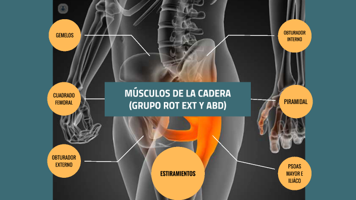 musculos de la cadera by Carla Rabano Perez on Prezi