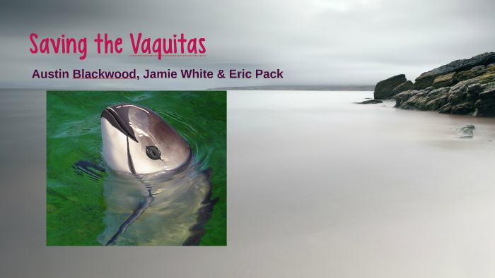 Saving the Vaquitas by Eric Pack on Prezi