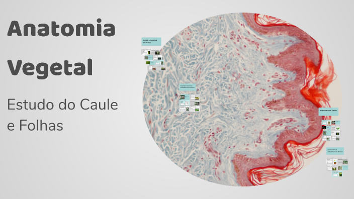 Anatomia Vegetal by Gisele Venâncio on Prezi