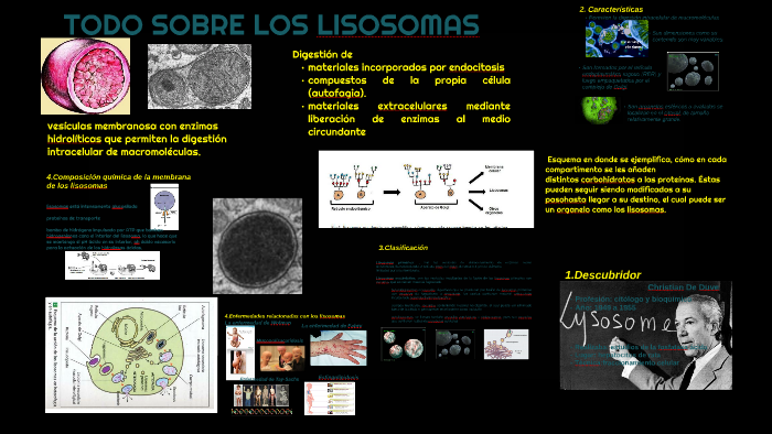 LISOSOMAS by diana velazco on Prezi