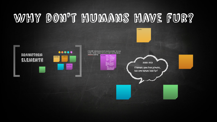 Why Don T Humans Have Tails By Julia W On Prezi