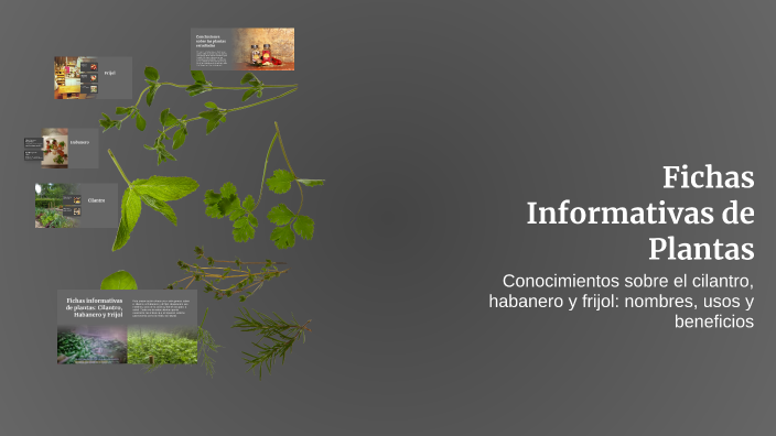 Fichas Informativas de Plantas by GAMERCITO PLAYN on Prezi