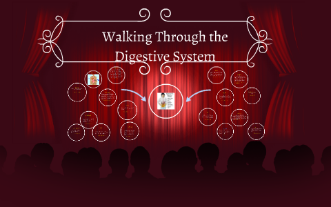 walking through the digestive system by madison stites on Prezi