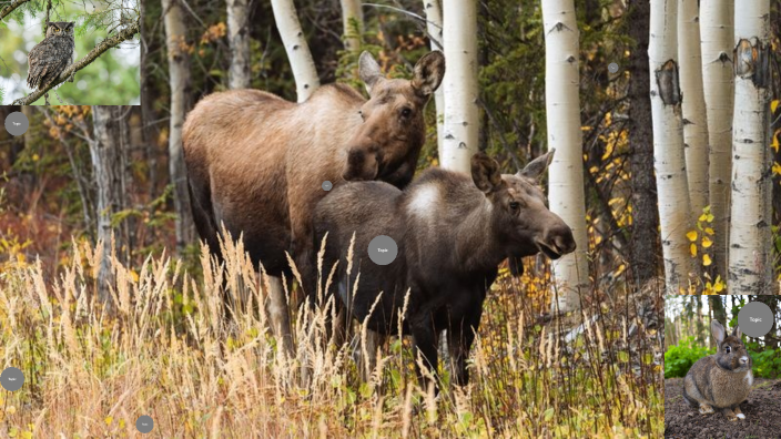 Moose Ecosystem by willow lyons on Prezi