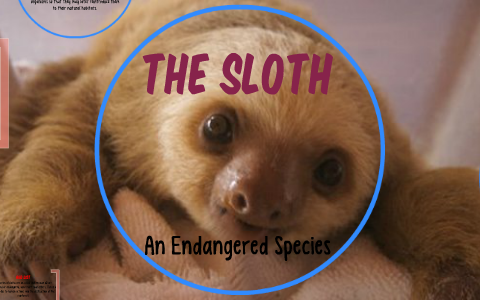 Sloths, An Endangered Species by Savanah Smith on Prezi