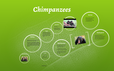 Chimpanzees by Isabella Gillespie on Prezi