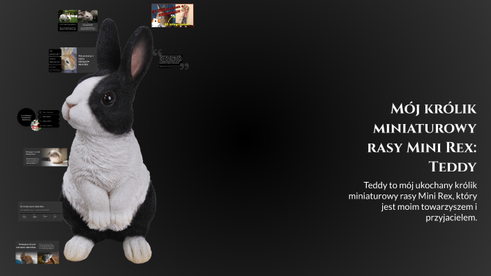 Mój królik miniaturowy rasy Mini Rex: Teddy by Maja Godlewska on Prezi