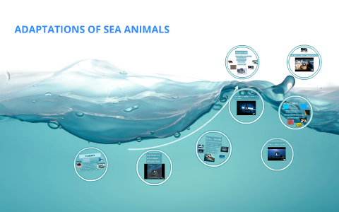 ADAPTATIONS OF A STINGRAY by jj mei on Prezi
