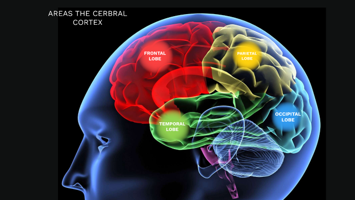 Neuroanatomy presentation by Grace Stein on Prezi