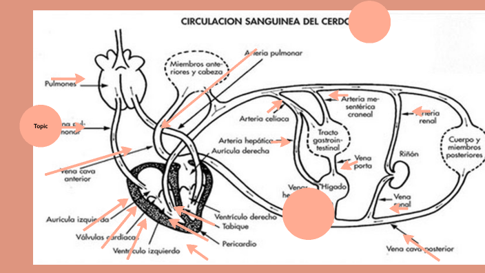 sistema cardiovascular del cerdo by hector martinez nieto on Prezi
