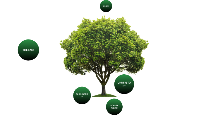 4 layers of the tree! by Noor Hassoun on Prezi