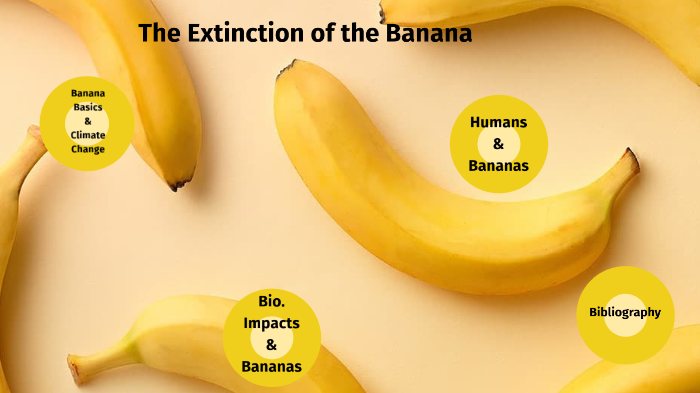 The Extinction of the Banana by Fatima Orozco on Prezi