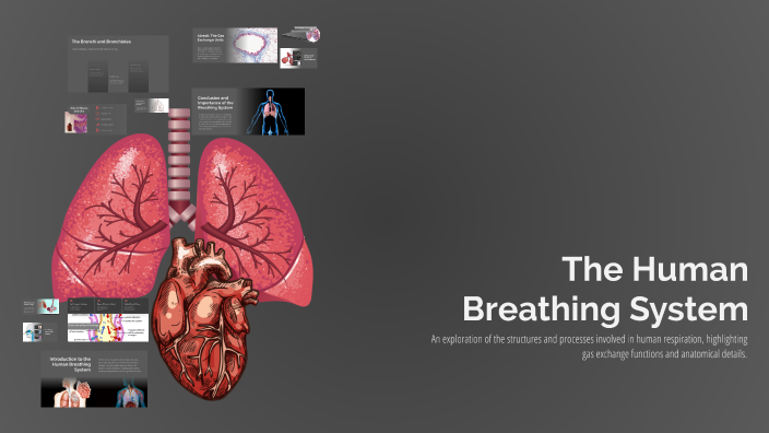 The Human Breathing System by lia Mohamed on Prezi