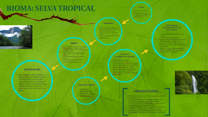 BIOMA: SELVA TROPICAL by Catalina Galàn on Prezi