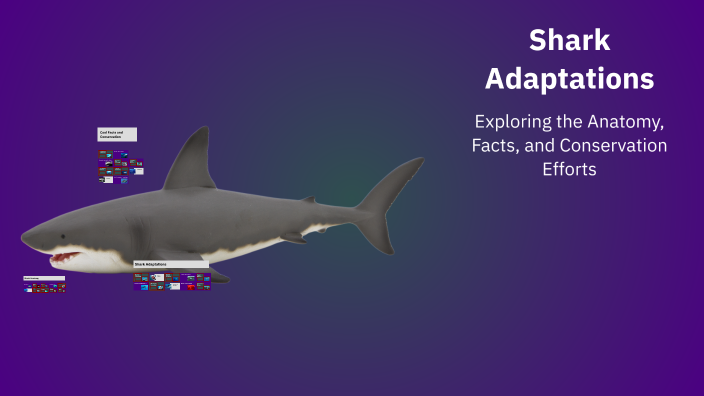 Shark Adaptations by Kevin L. McKinley on Prezi