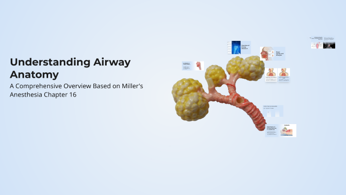 Understanding Airway Anatomy by Jason Mitton on Prezi