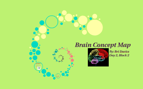 Brain Concept Map by Bri Durics on Prezi