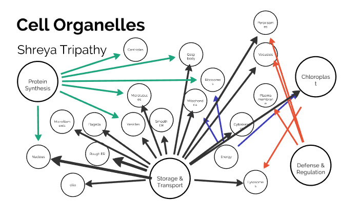 Cell Organelles Graphic Organizer by Shreya Tripathy on Prezi